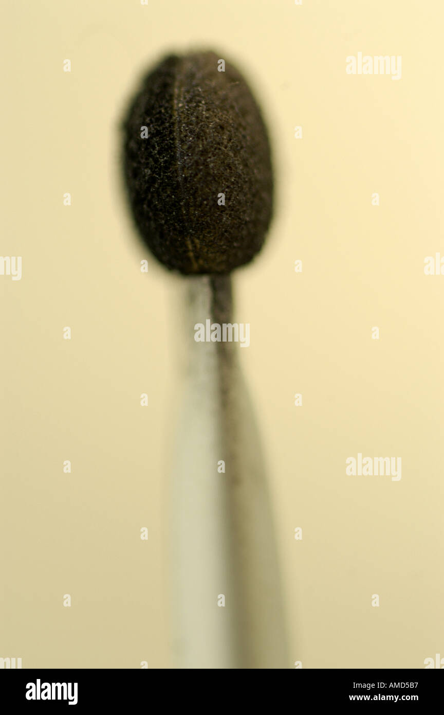 Open makeup compact from left side Stock Photo - Alamy