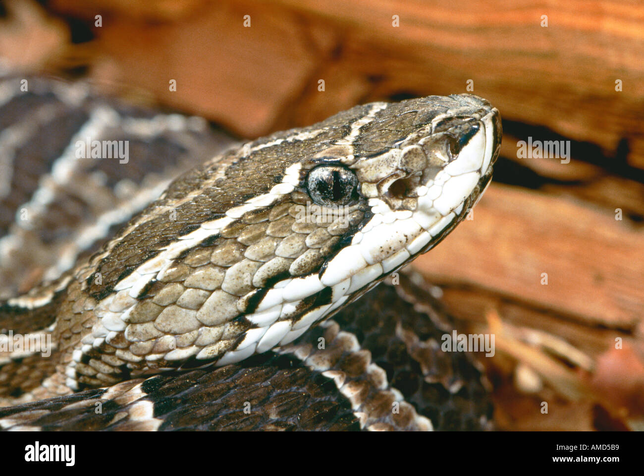 Urutu snake hi-res stock photography and images - Alamy