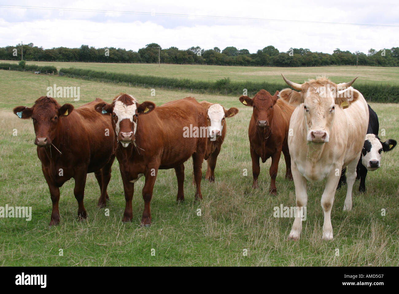 Europa organic livestock hi-res stock photography and images - Alamy