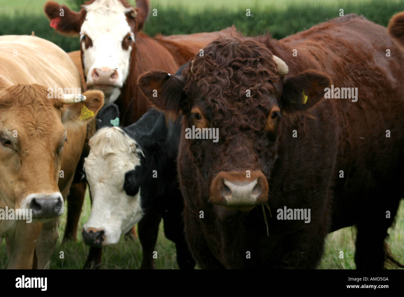 Europa organic livestock hi-res stock photography and images - Alamy
