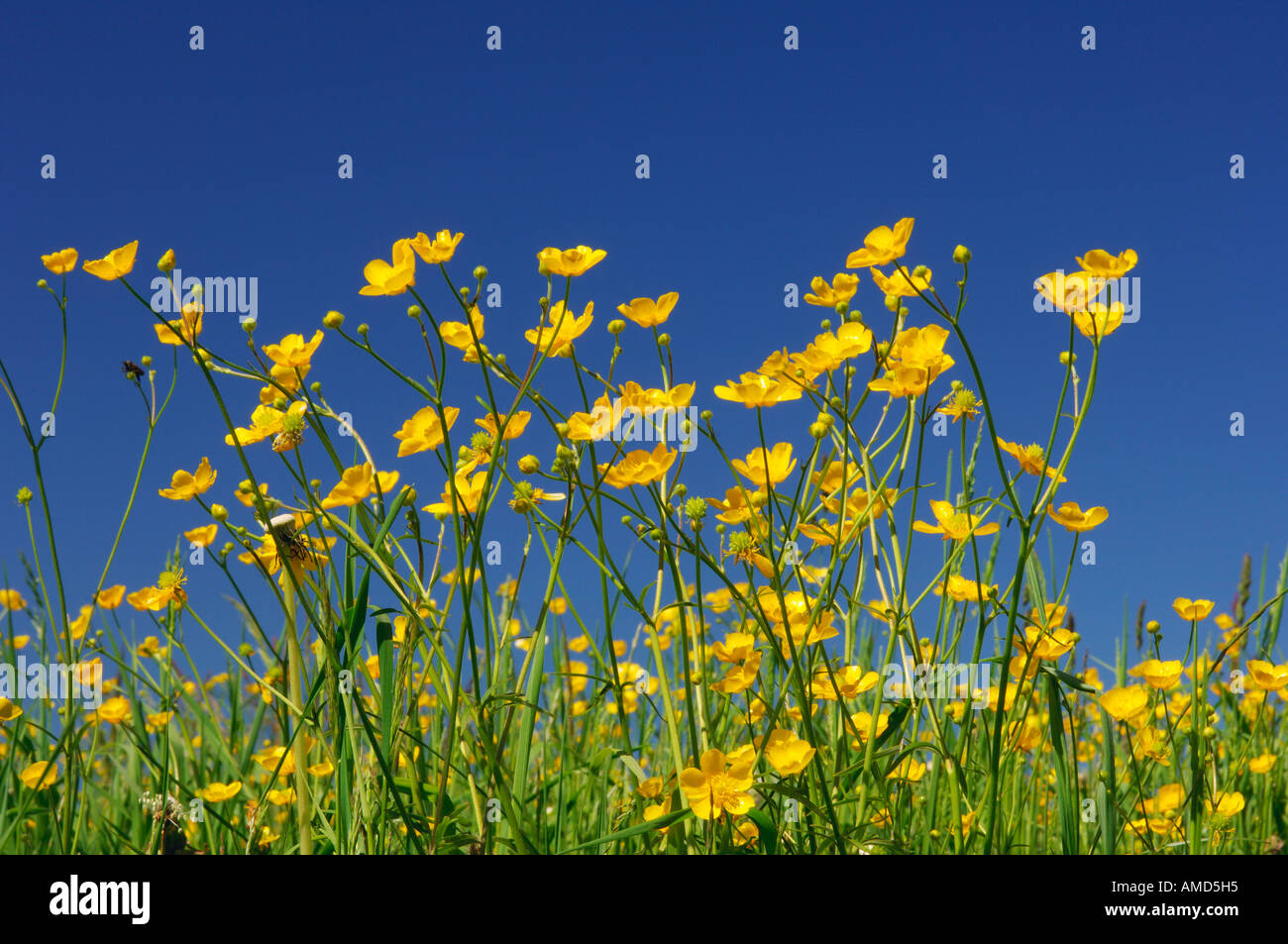 Lots of buttercups hi-res stock photography and images - Alamy