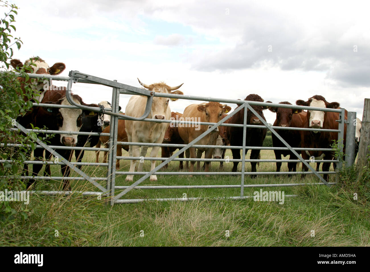 A group of colourful cows waiting by a gate Stock Photo - Alamy