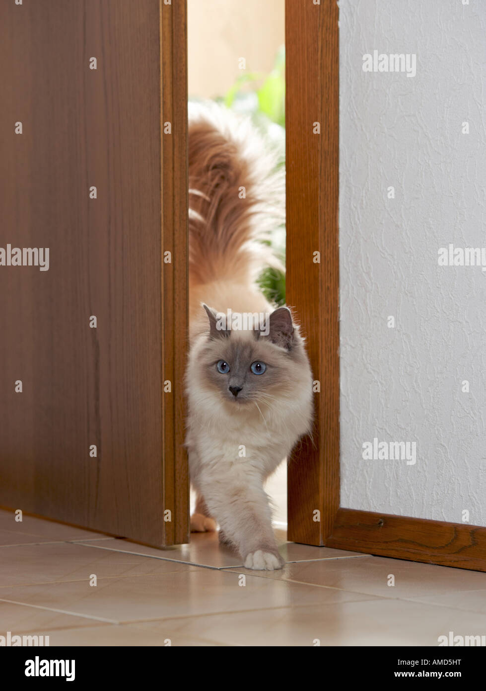 Sacred cat of Burma at door Stock Photo - Alamy