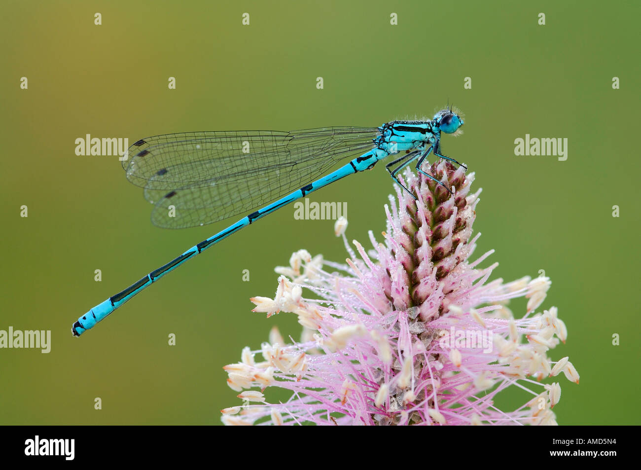 Blue damsel on flower hi-res stock photography and images - Alamy