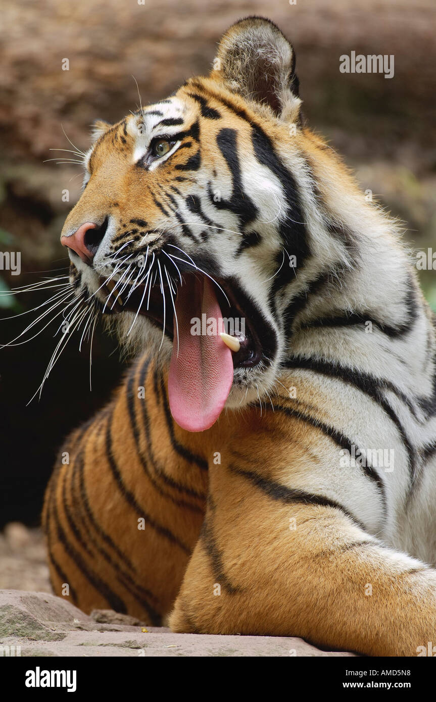 Side view siberian tiger yawning hi-res stock photography and images ...
