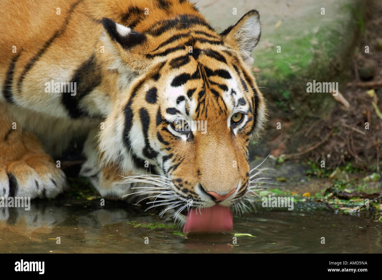 Siberian Tiger Drinking Stock Photo - Alamy