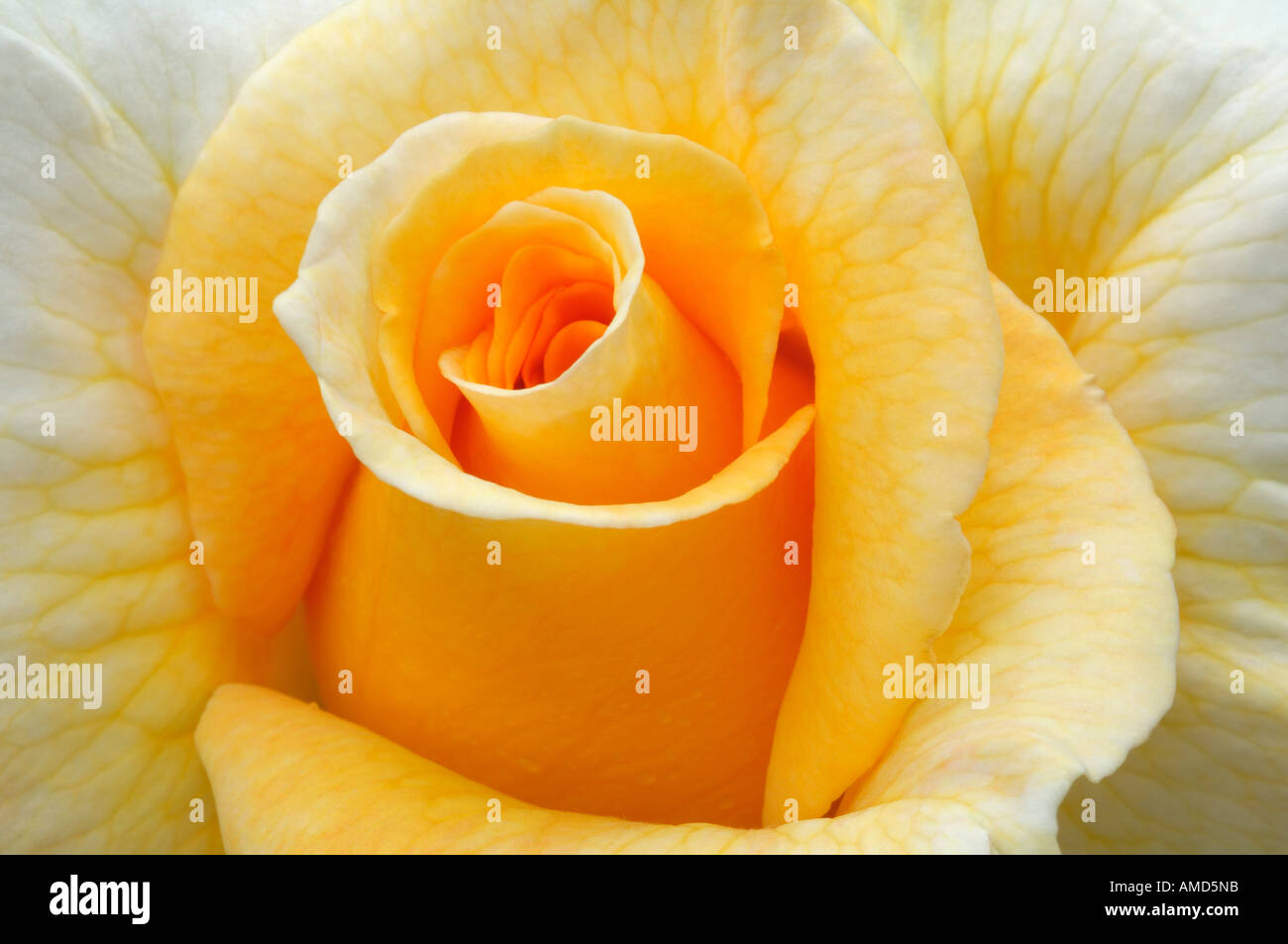 Detailed photo of yellow rose hi-res stock photography and images - Alamy