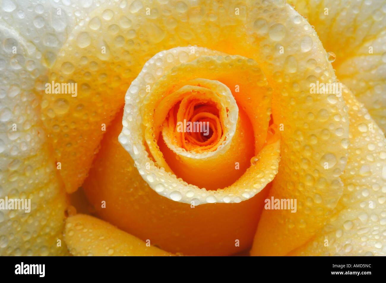 Yellow centered rose hi-res stock photography and images - Alamy