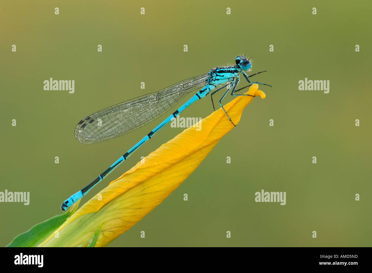 Blue damsel on flower hi-res stock photography and images - Alamy