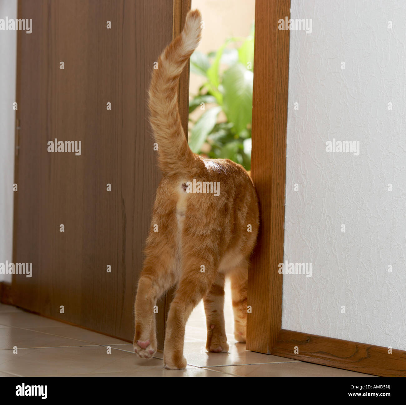 domestic cat at door Stock Photo - Alamy