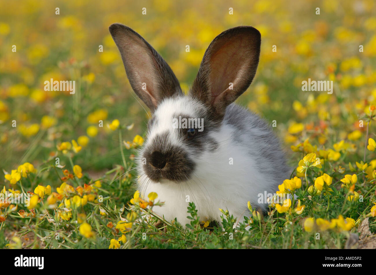 Rabbit with one ear up and one ear down hi-res stock photography and ...