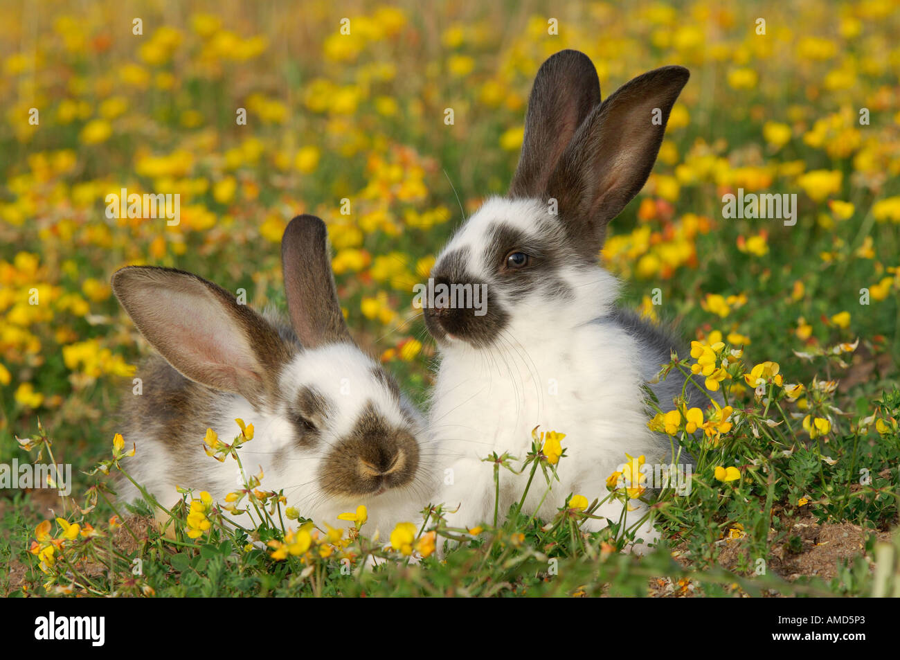 Rabbits in Meadow Stock Photo - Alamy