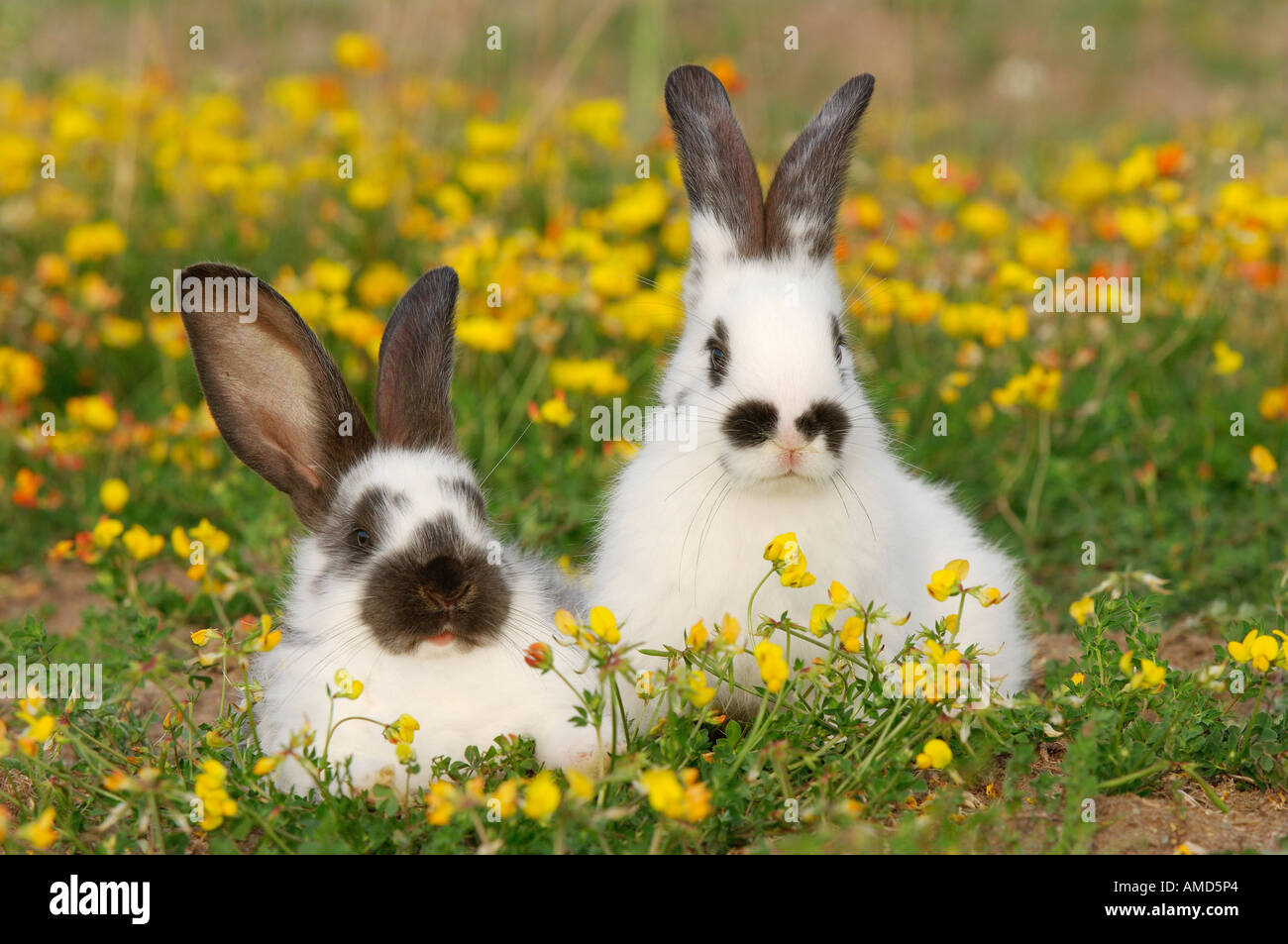 Rabbits in Meadow Stock Photo - Alamy