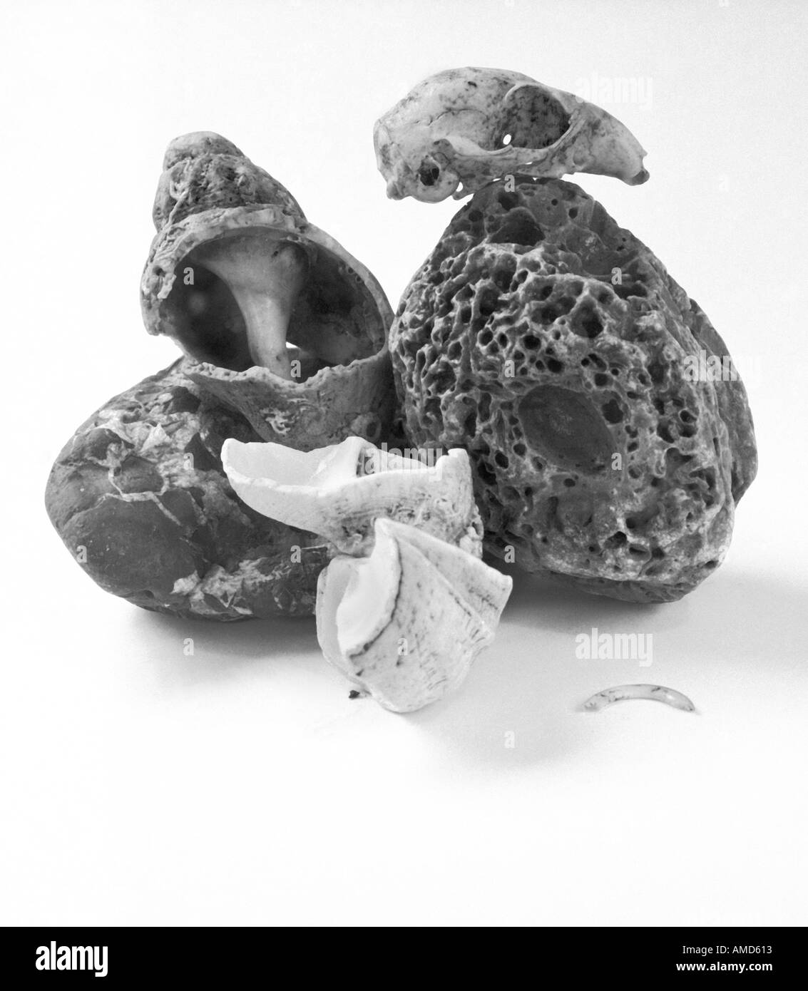 sea shells rocks and skull Stock Photo - Alamy