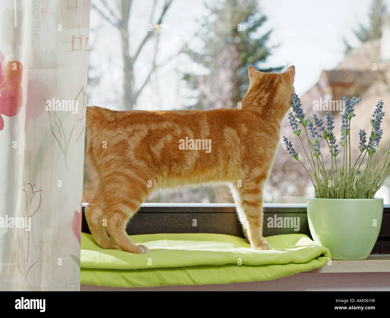 domestic cat standing at window Stock Photo - Alamy
