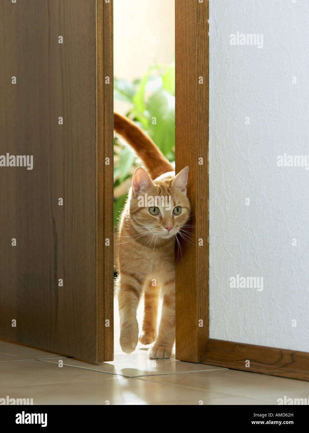 domestic cat at door Stock Photo - Alamy