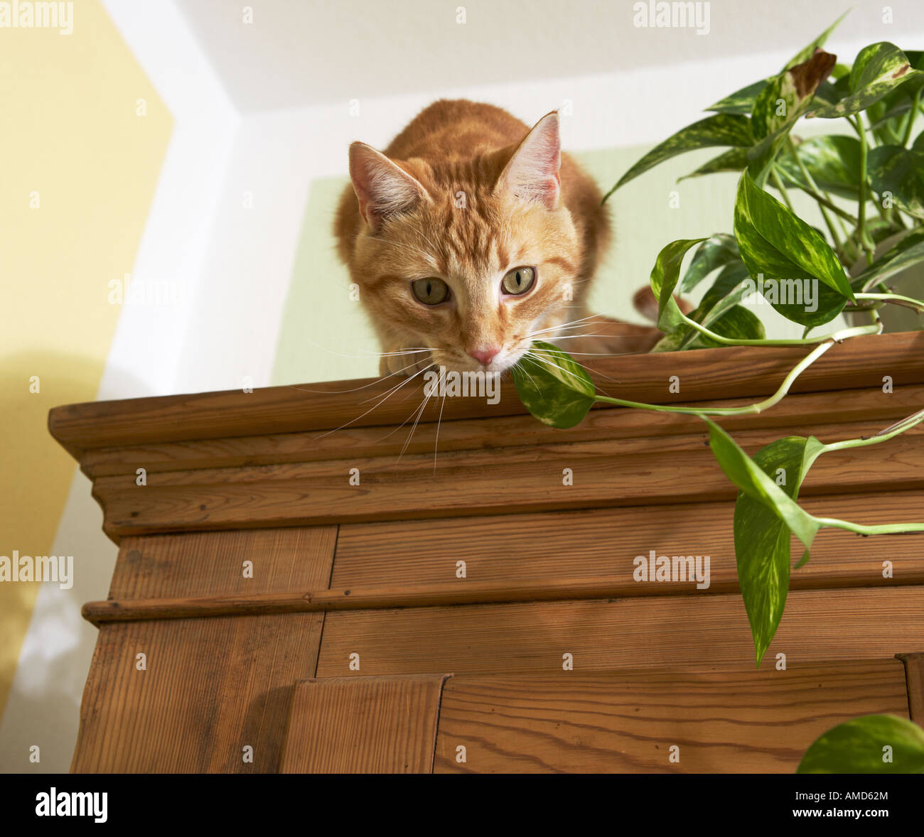 domestic cat on cabinet Stock Photo - Alamy