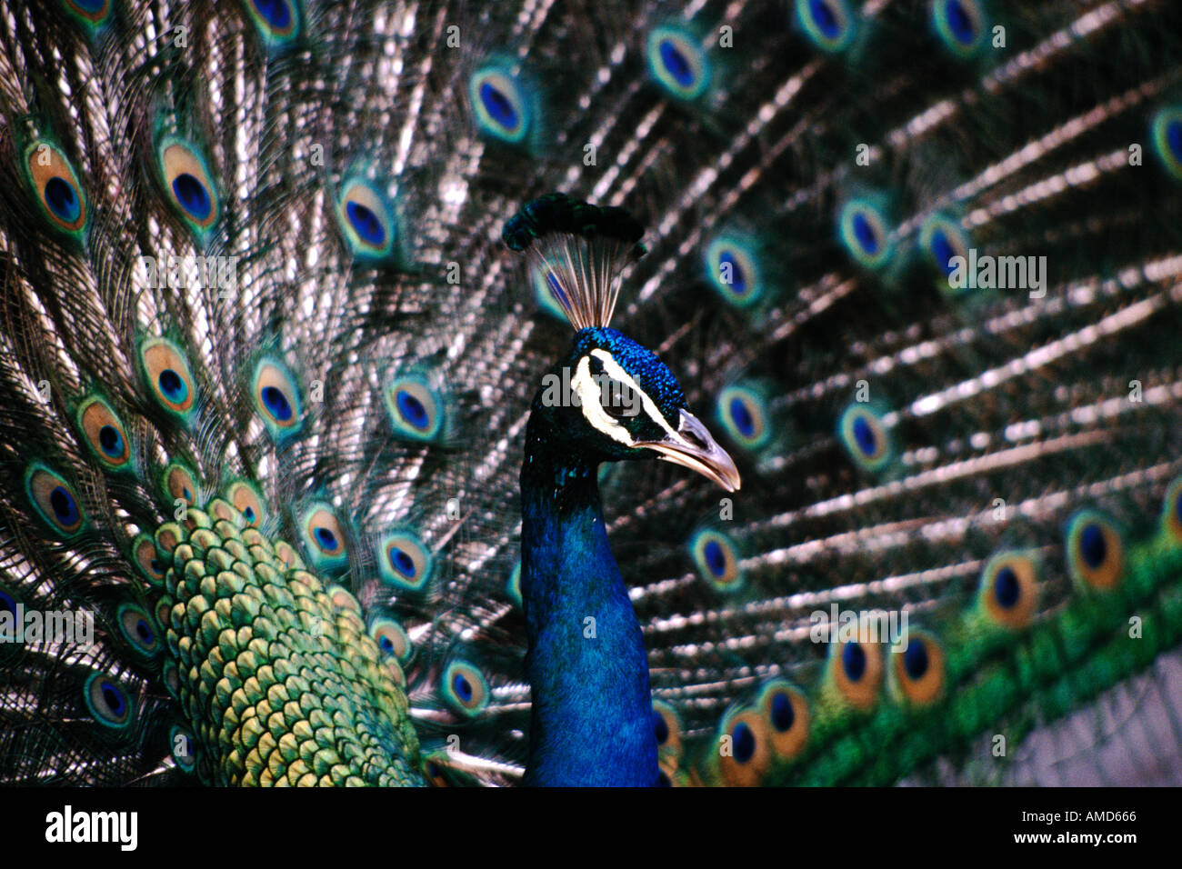 Peacock or Common Peafowl Male Stock Photo - Alamy