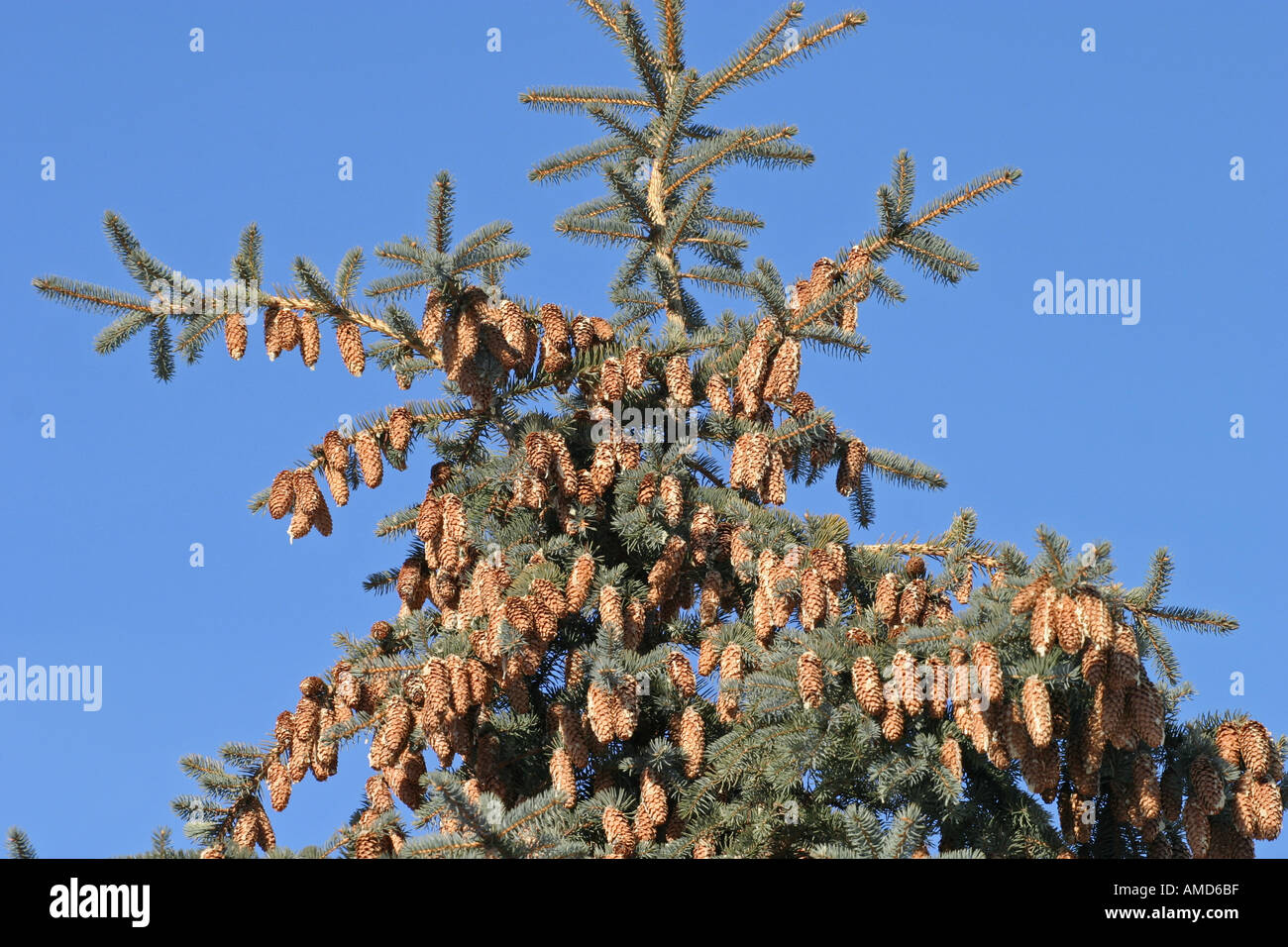 pine cones on top of evergreen tree against blue sky Stock Photo - Alamy