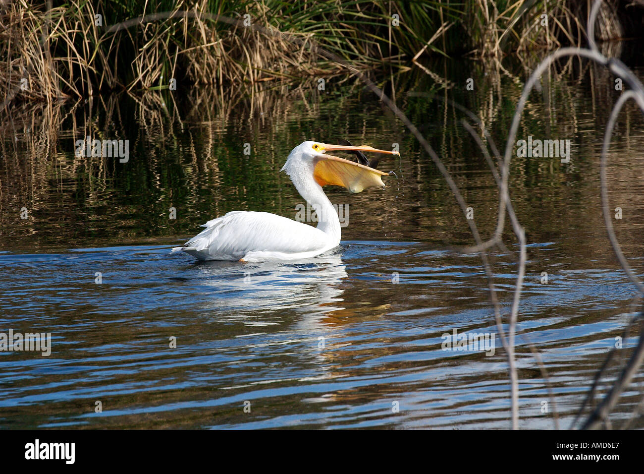 White Pelican with fish Pelecanus erythrorhynchos Stock Photo - Alamy