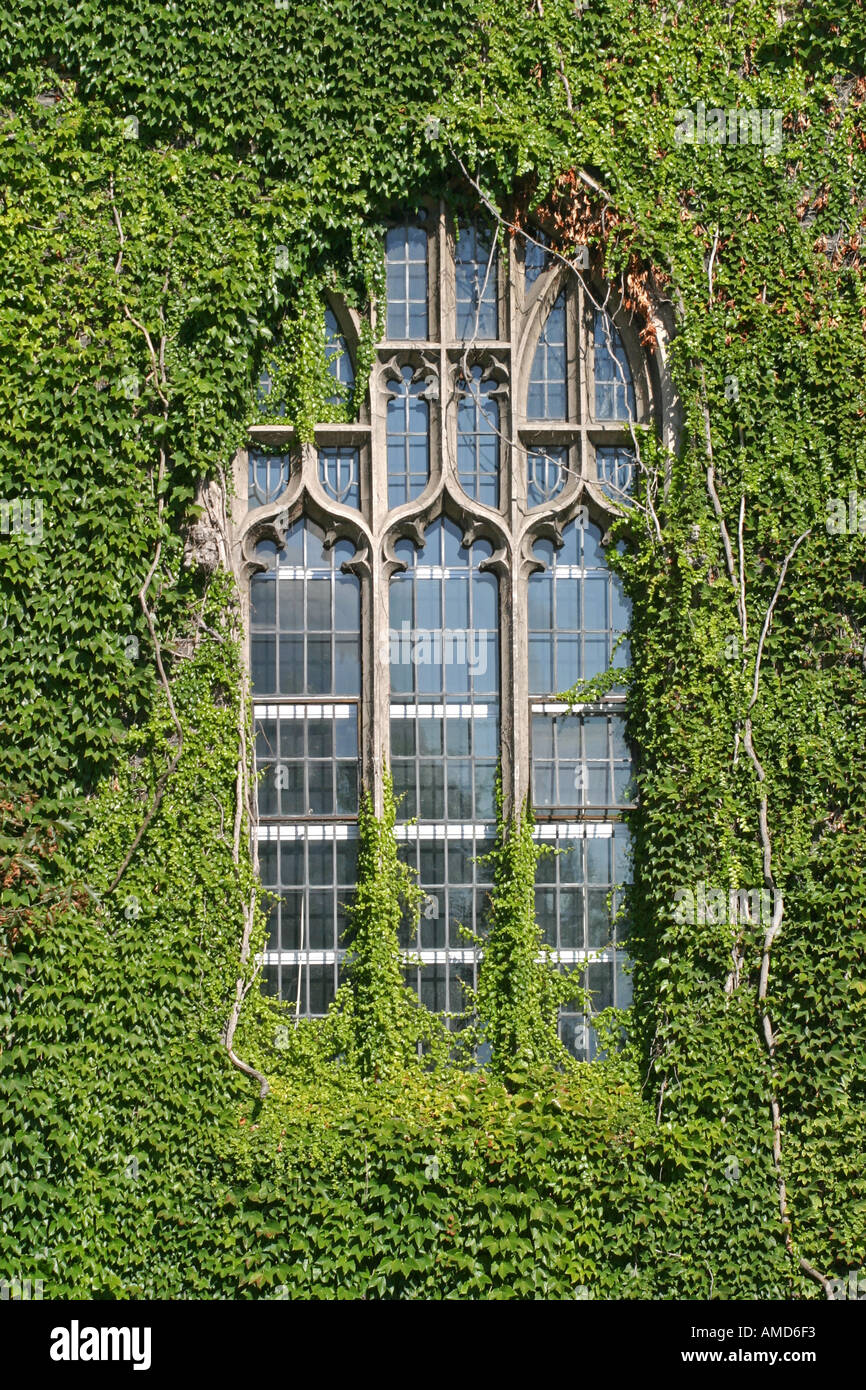 classic window on ivy covered wall Stock Photo - Alamy