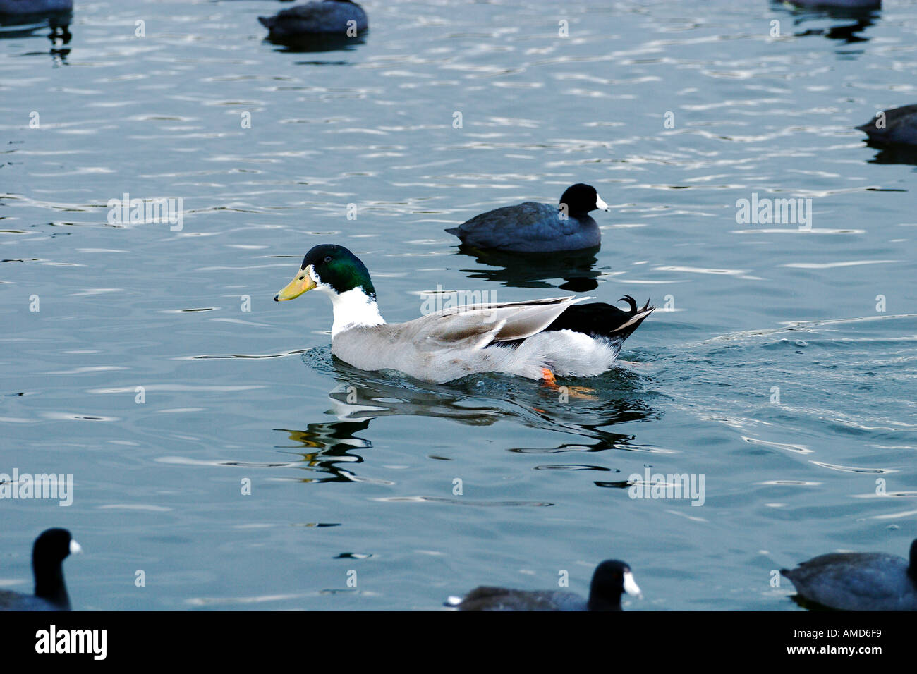 American coots fulica americana hi-res stock photography and images - Alamy