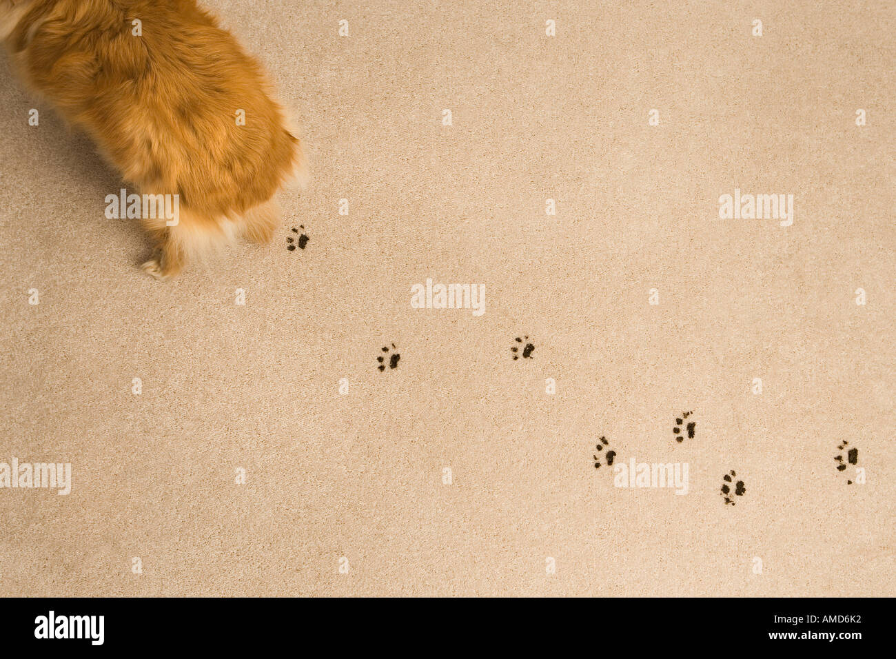Dog Tracks High Resolution Stock Photography and Images - Alamy