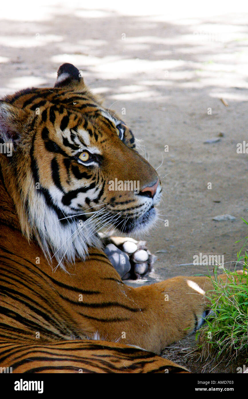Sumatran Tiger Captive Specimen Stock Photo - Alamy