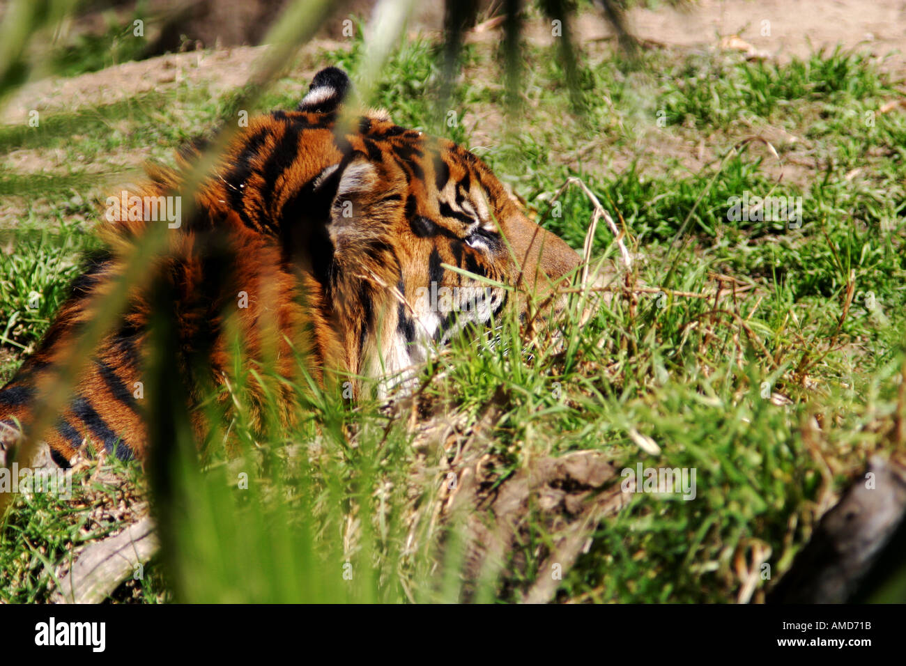 Sumatran Tiger Captive Specimen Stock Photo - Alamy