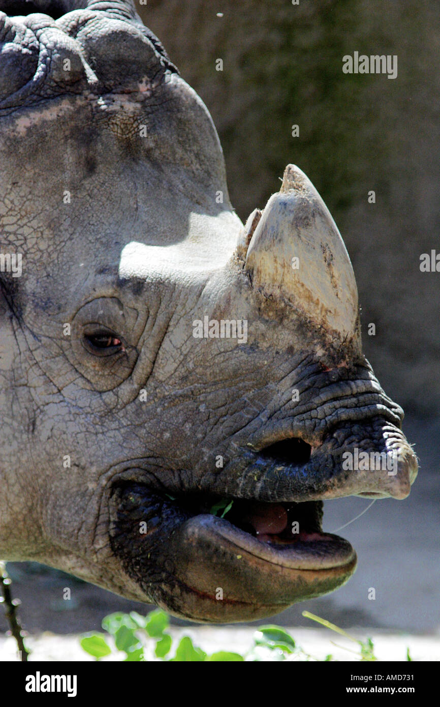 Rhino specimen hi-res stock photography and images - Alamy