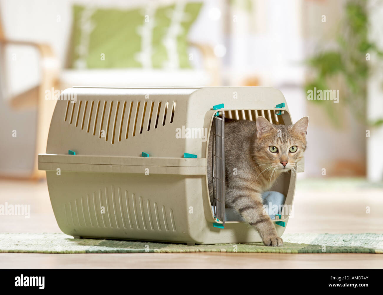 domestic cat - in transport box Stock Photo - Alamy