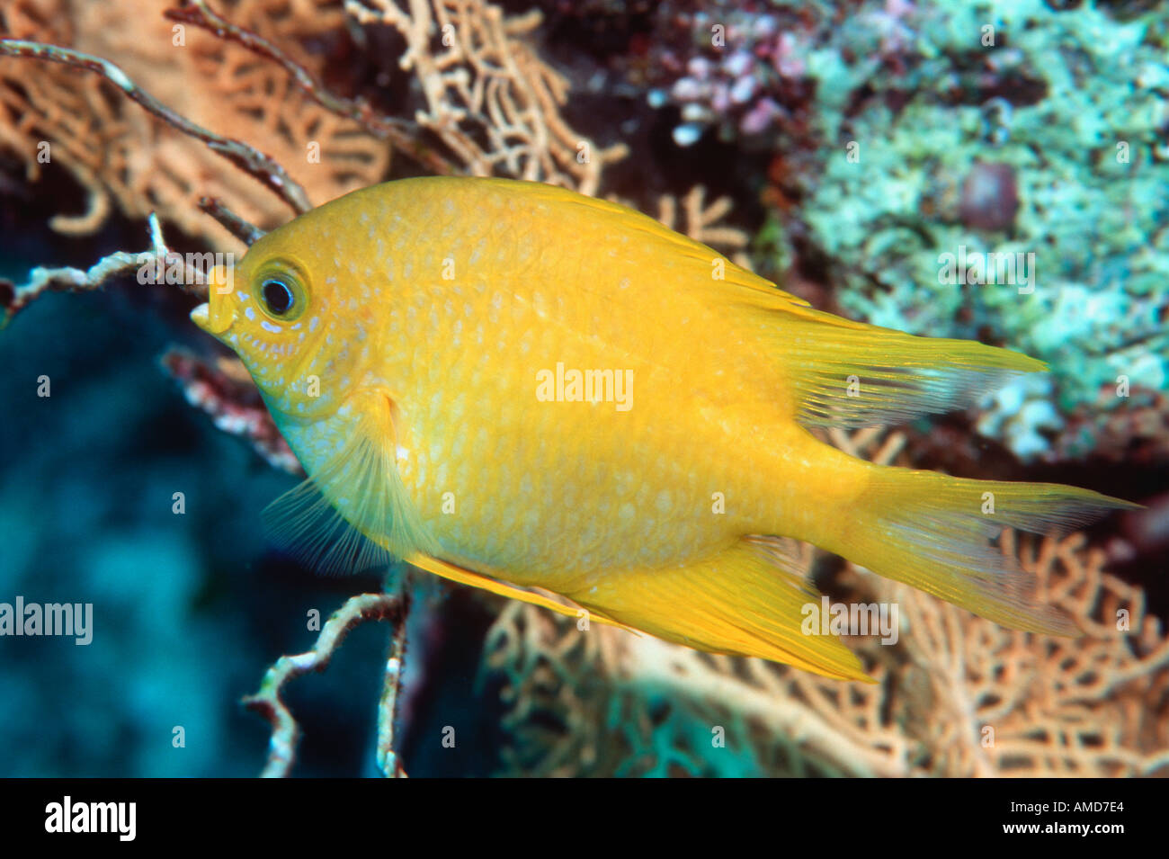 Golden damsel Amblyglyphidodon aureus Thailand Stock Photo - Alamy