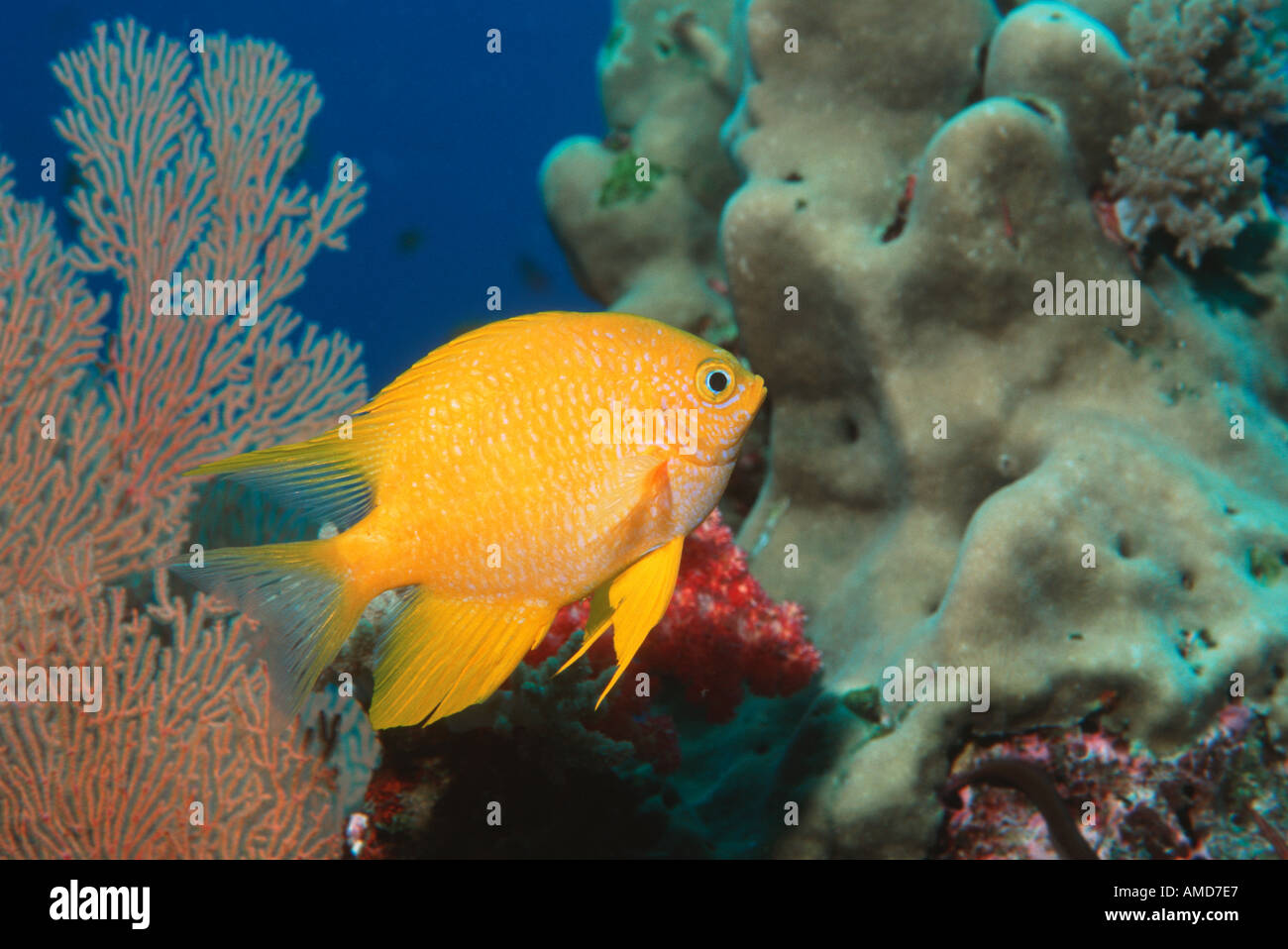 Golden damsel Thailand Stock Photo - Alamy
