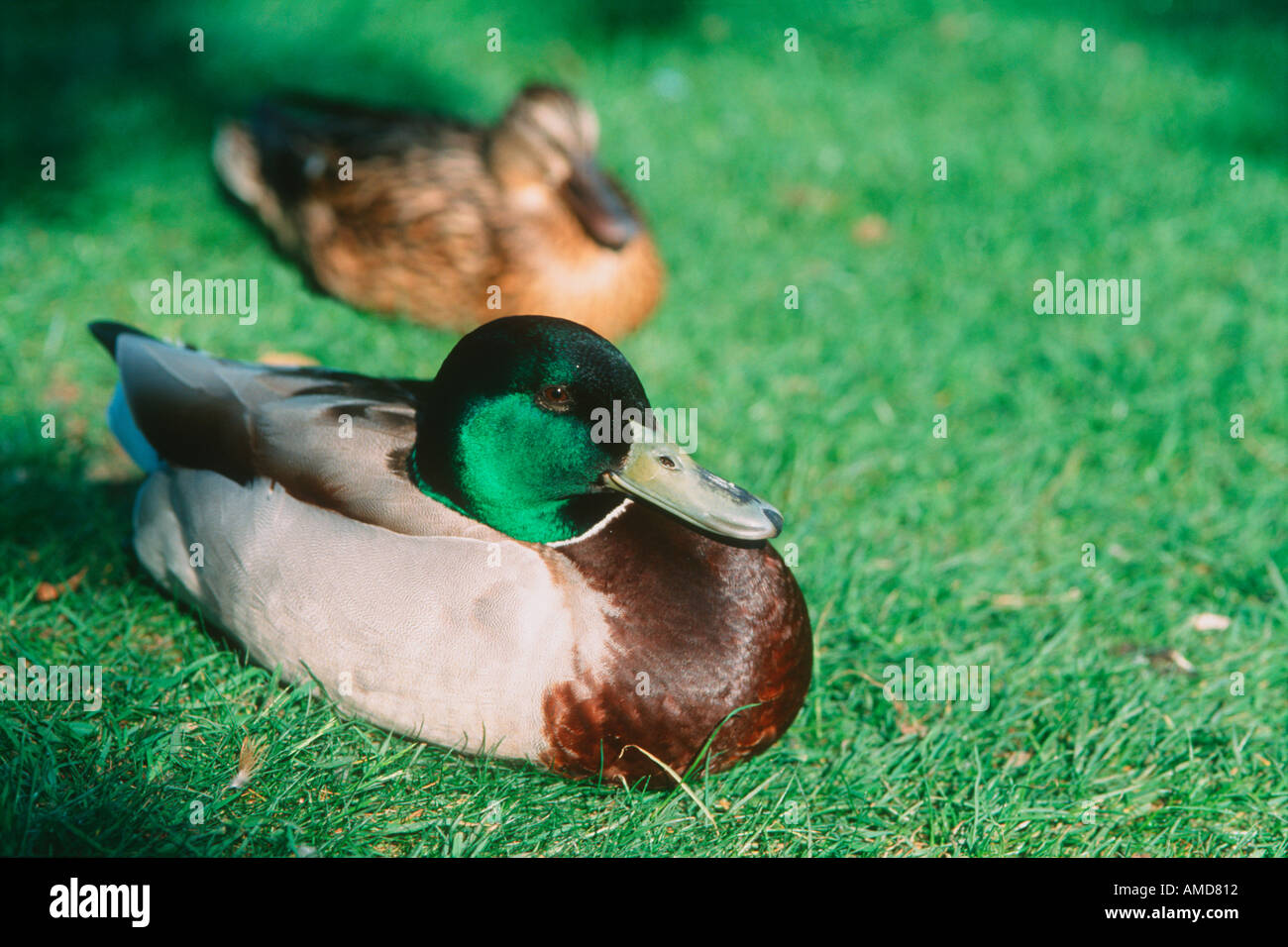 Two mallards resting hi-res stock photography and images - Alamy