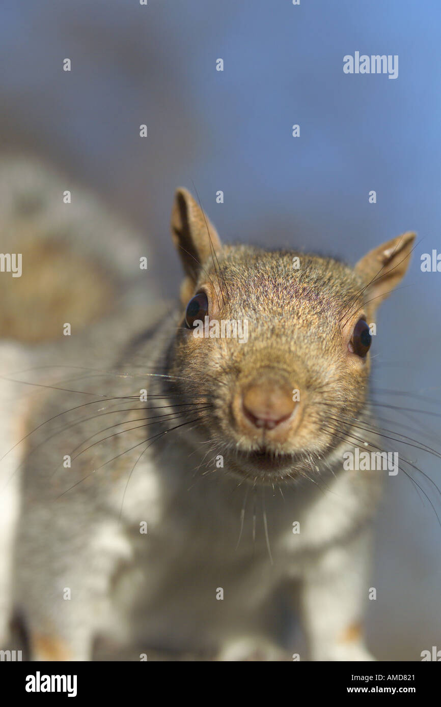 Squirrel looking at camera hi-res stock photography and images - Alamy