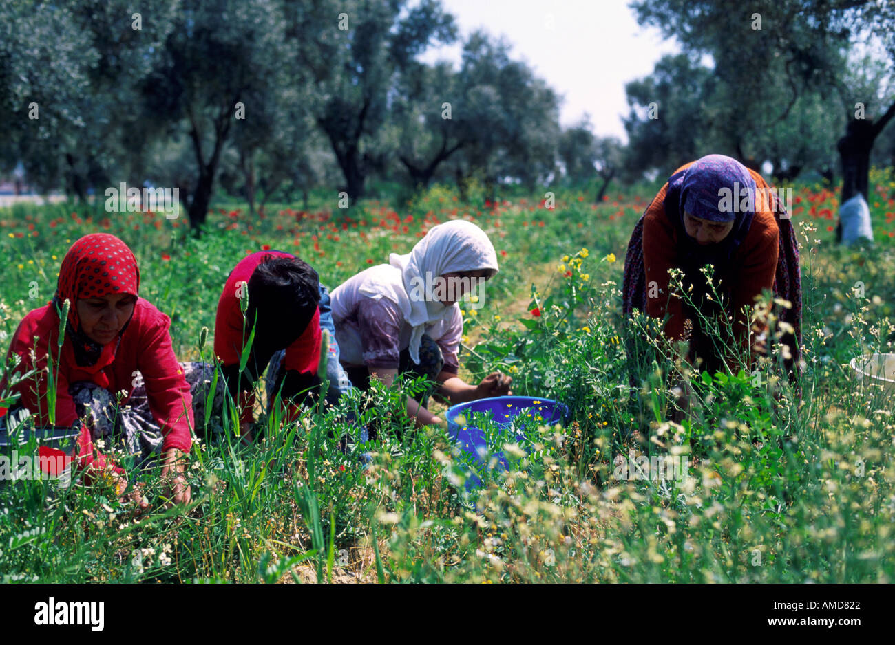 Turkey Farm workers under olive Trees Stock Photo - Alamy