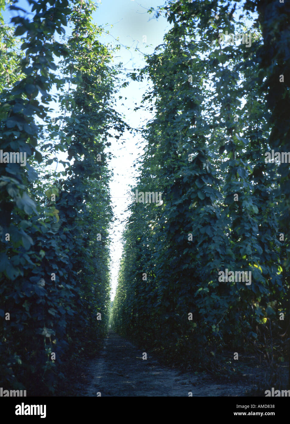 hop garden in Kent - rows of hop poles Stock Photo - Alamy