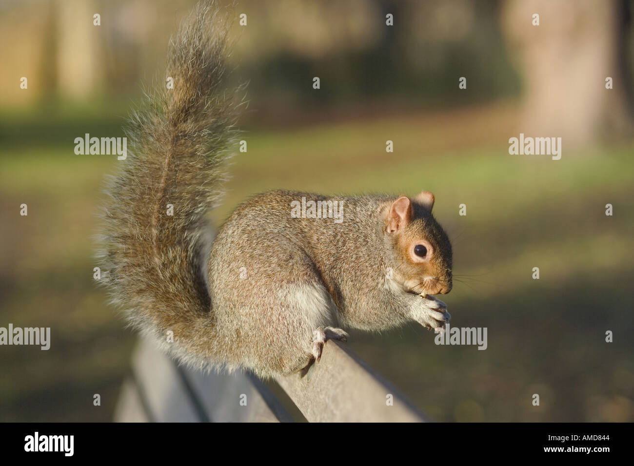 Grey squirrel on park bench Stock Photo - Alamy