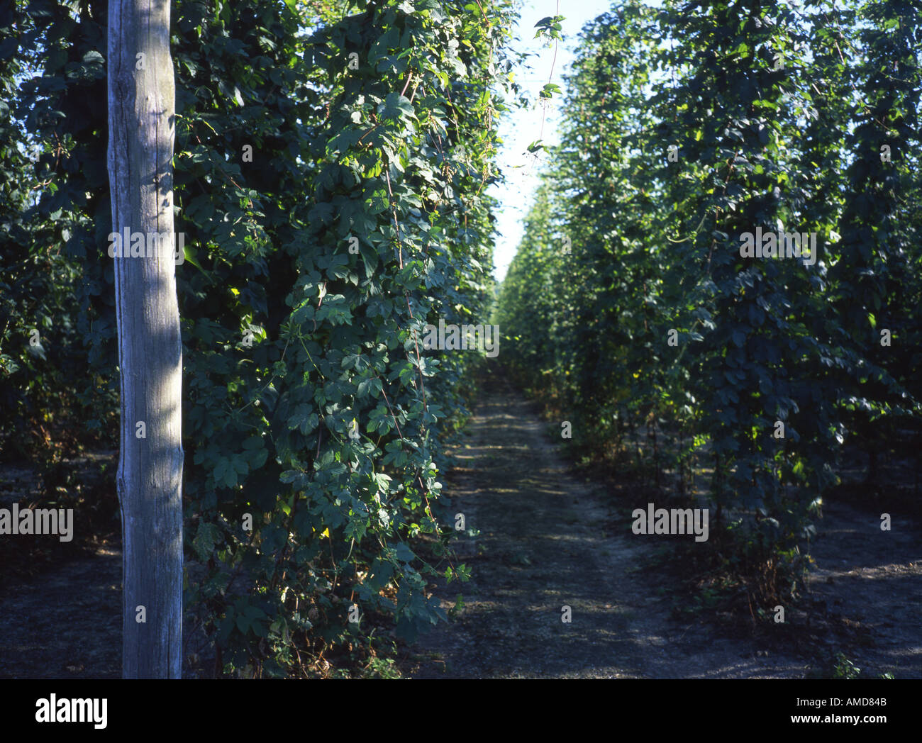 hop garden in Kent Stock Photo - Alamy
