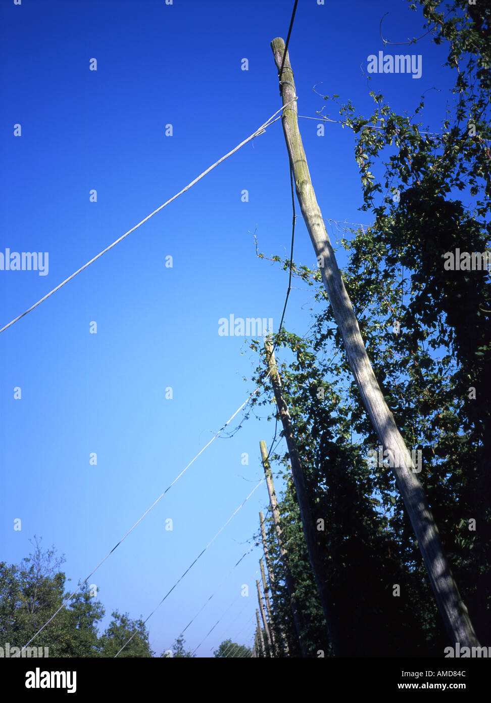 hop garden in Kent Stock Photo - Alamy