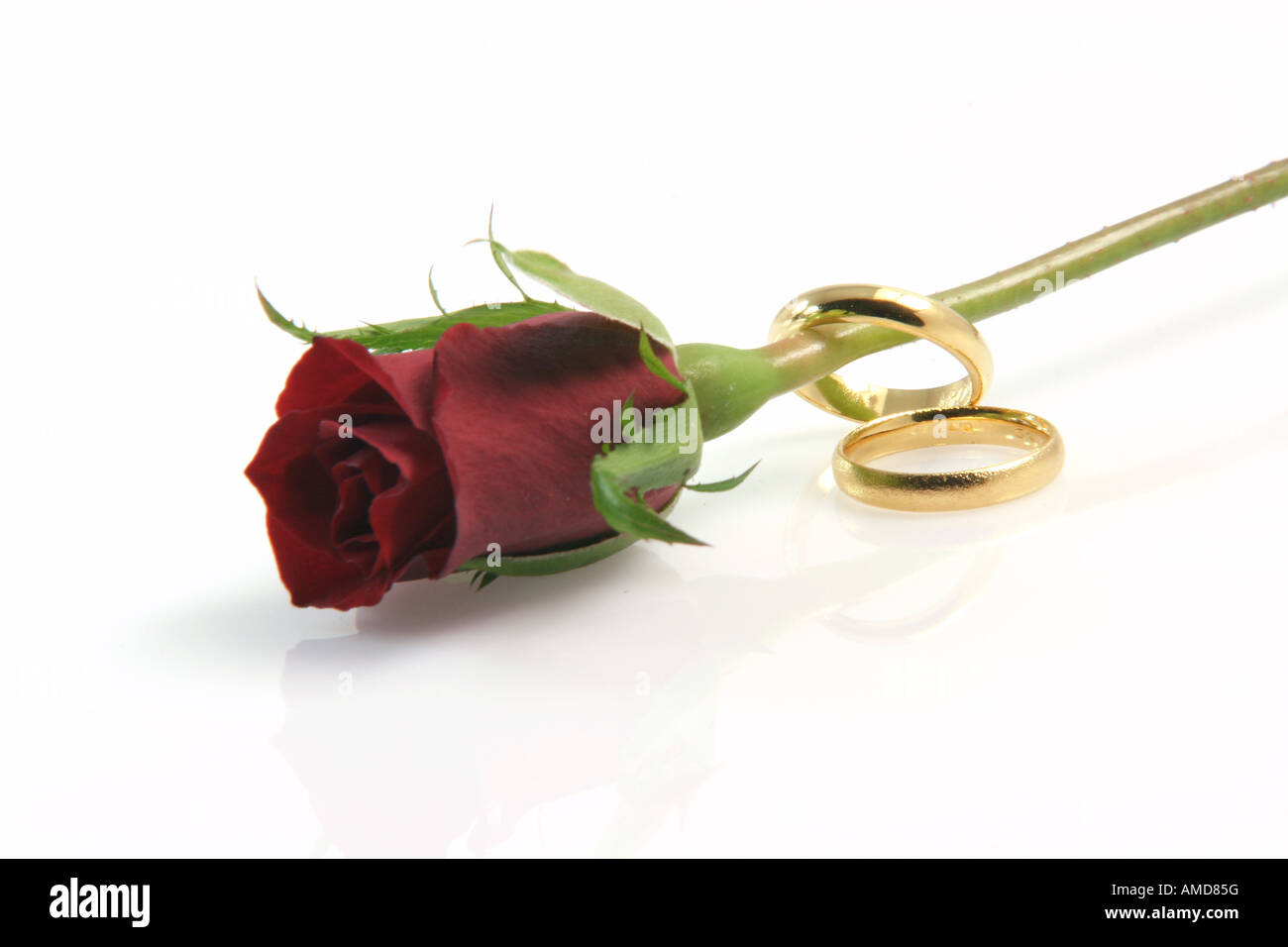 two wedding rings isolated on white with a red rose and a little ...