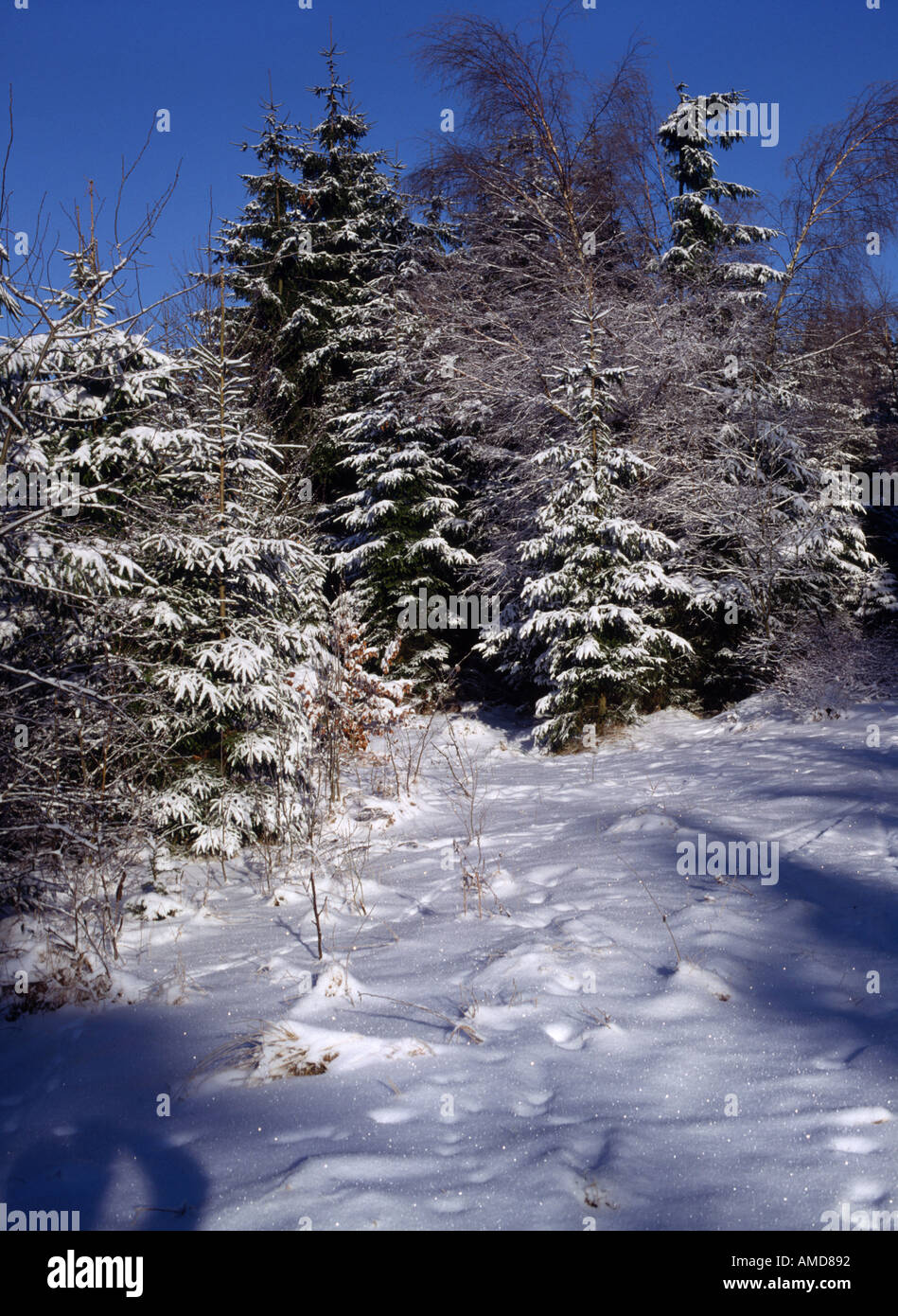 Glinting snow hi-res stock photography and images - Alamy