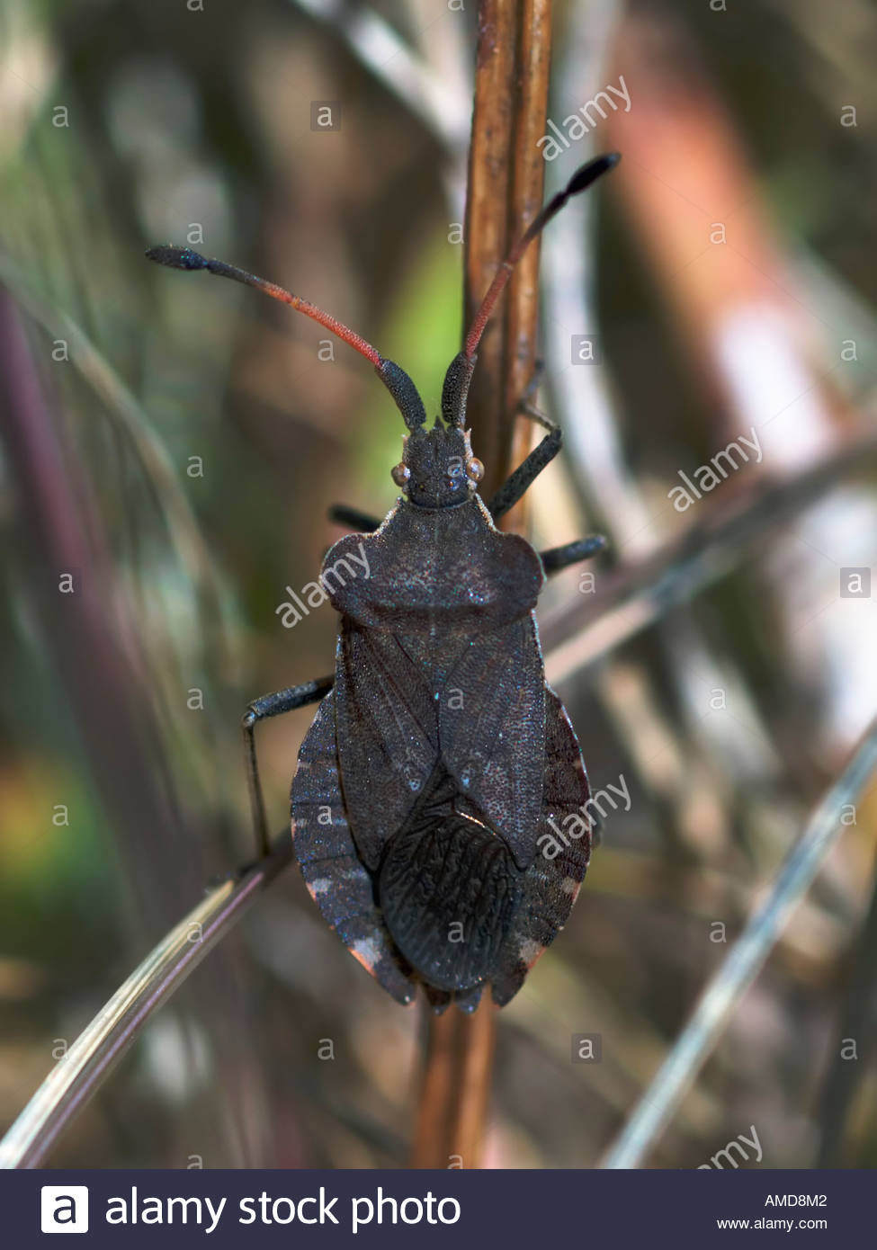 Coreid Bug Stock Photos & Coreid Bug Stock Images - Alamy