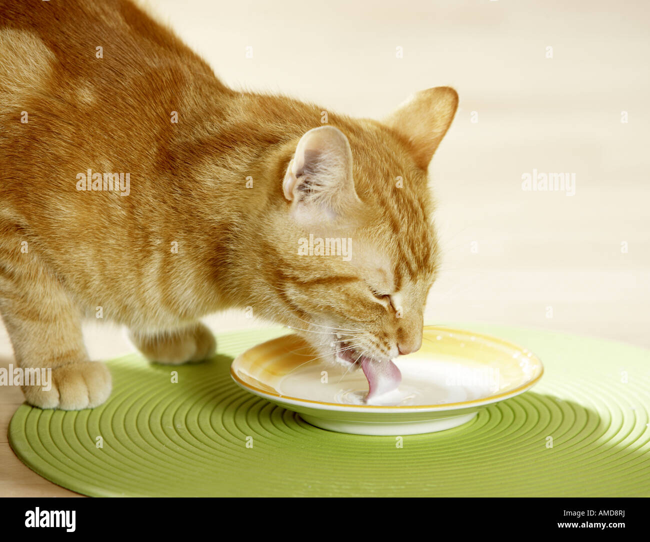 domestic cat - drinking Stock Photo - Alamy