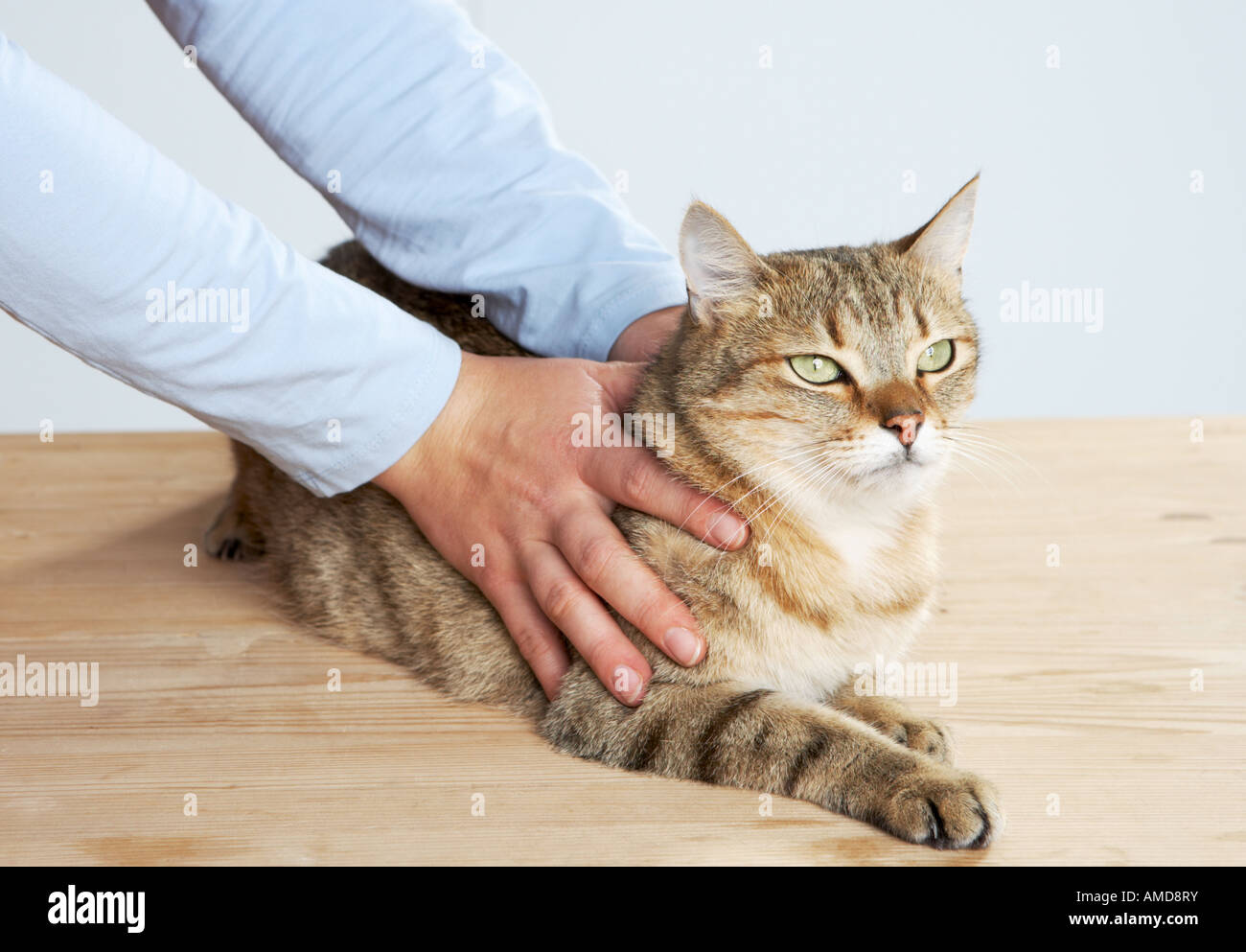 domestic cat gets examined Stock Photo - Alamy