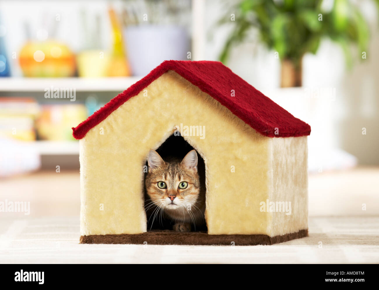 domestic cat in house Stock Photo - Alamy