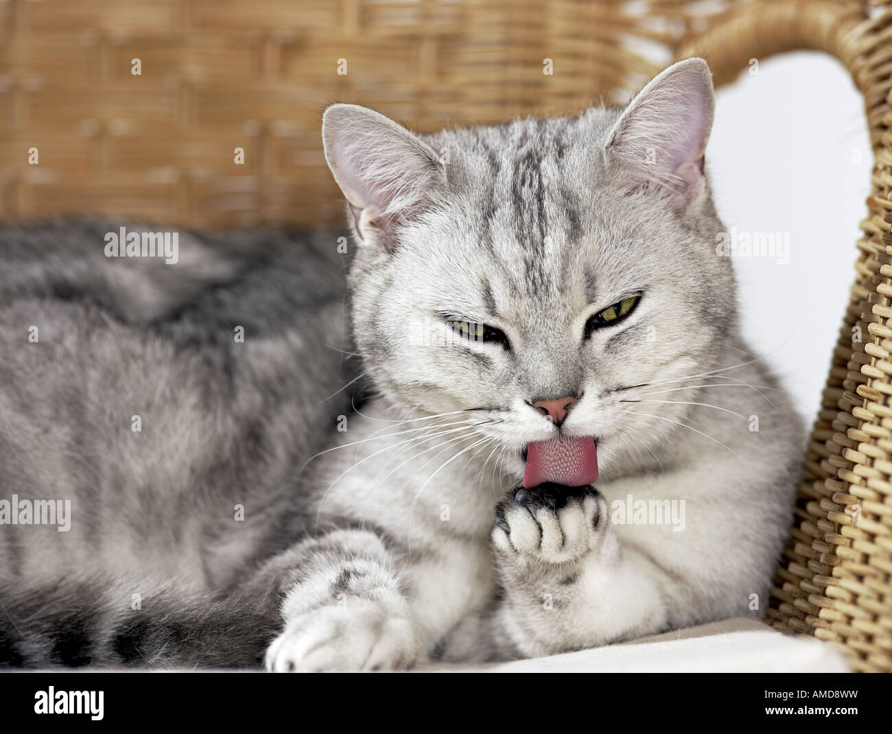 British Shorthair cat - preening itself Stock Photo - Alamy
