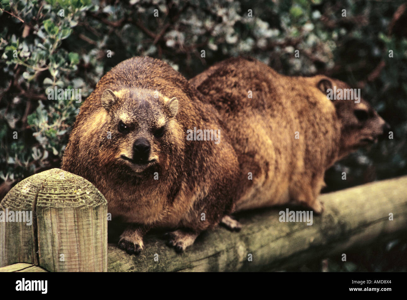 African Rock Dassies High Resolution Stock Photography and Images - Alamy