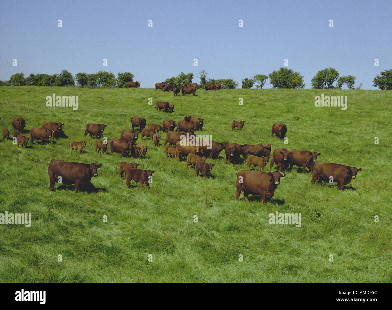 Lincoln Red cattle herd grazing contentedly on a Lincolnshire Wolds ...