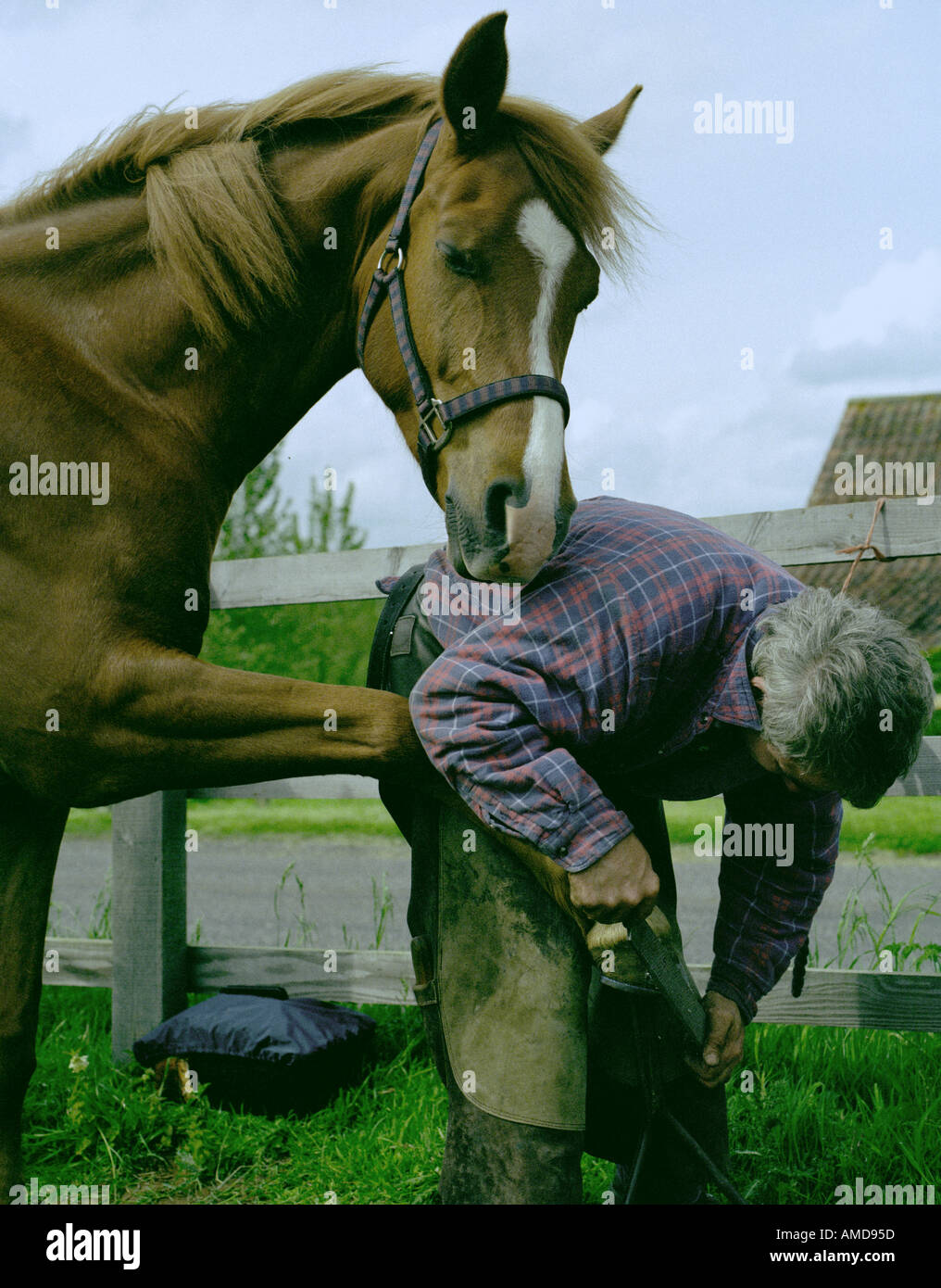 Farrier shoeing horse uk hi-res stock photography and images - Alamy